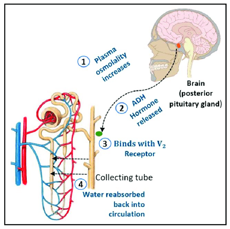 Anti diuretic Hormone ADH Anti diuretic Hormone ADH