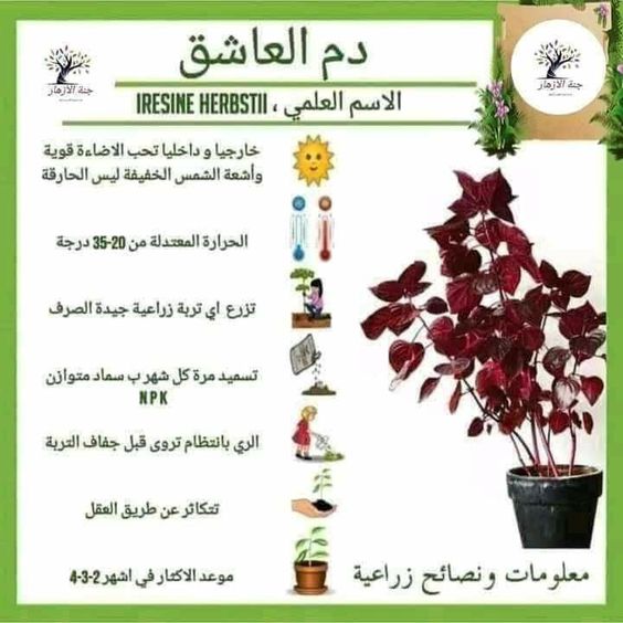 نبات دم العاشق او دم الغزال Iresine Herbstii اشتق اسمه من لون أوراقه الحمراء الجذابة، وهو نبات