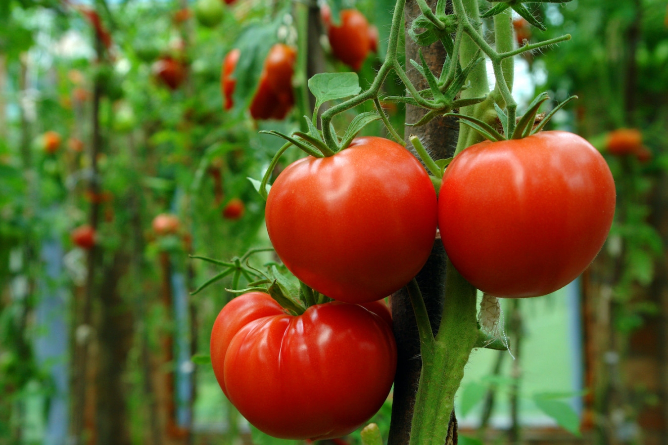 What Is Genetic Modification What Is Genetic Modification