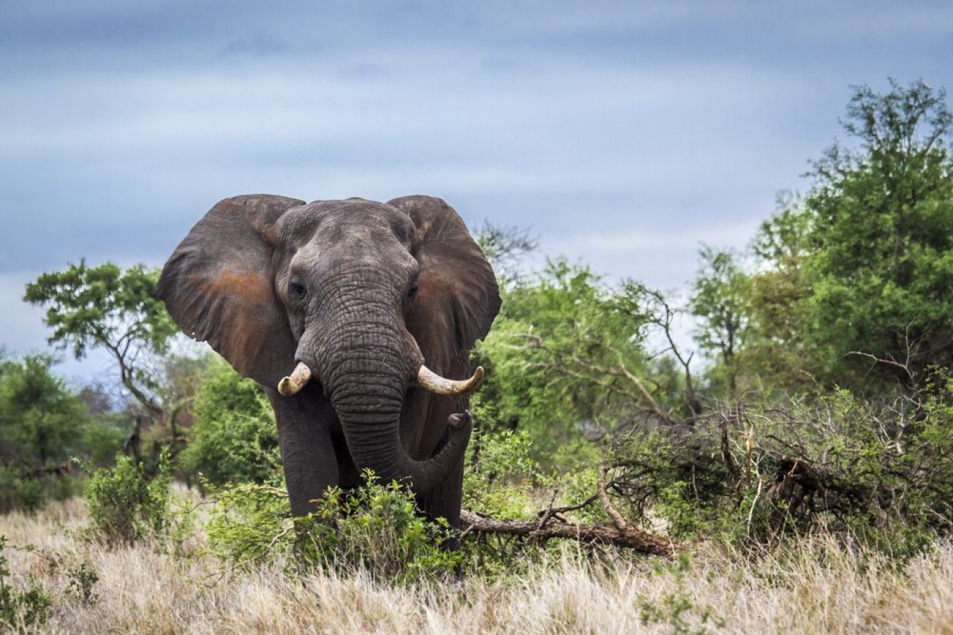 Elephant kills 70-year-old woman