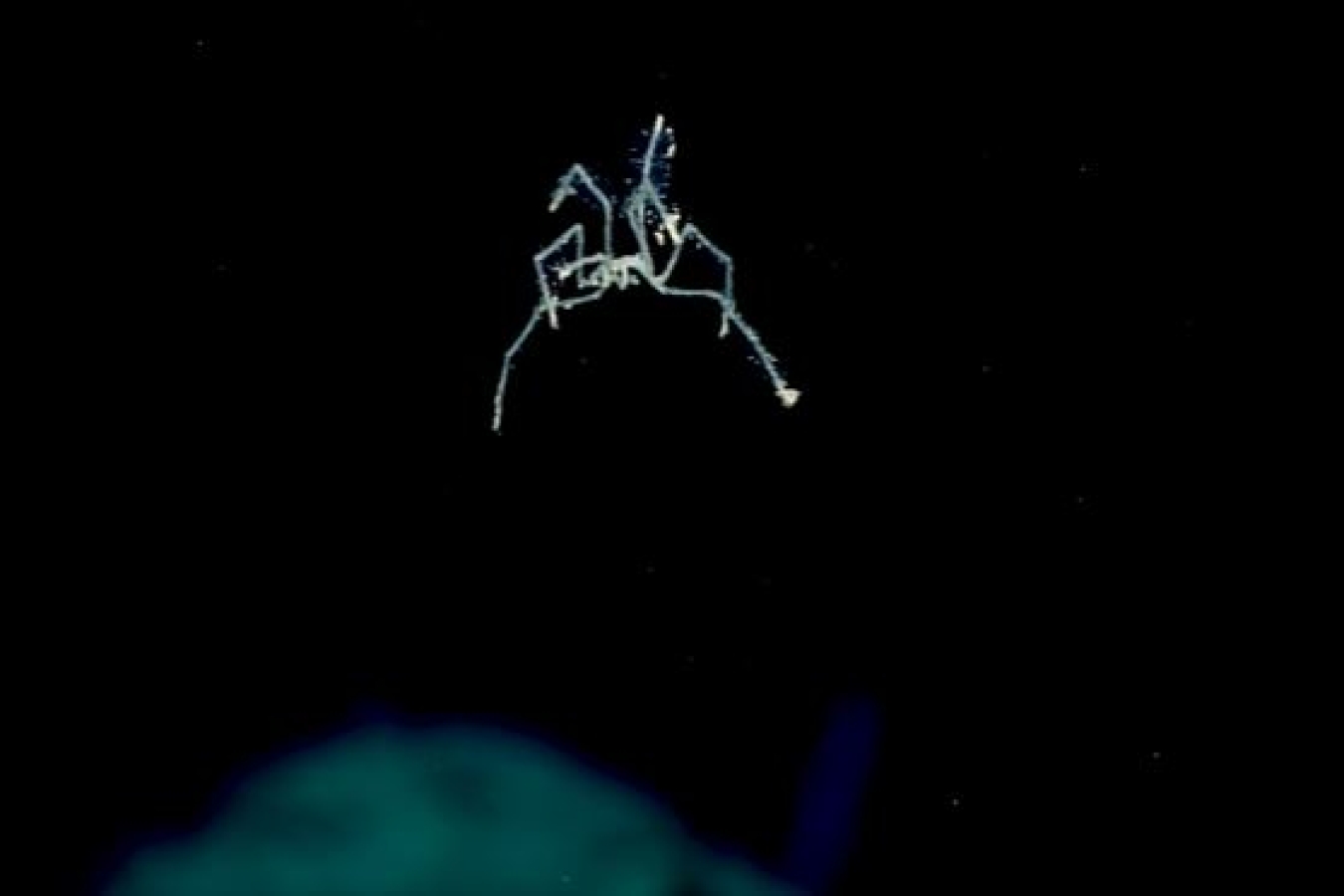 Sea Spider