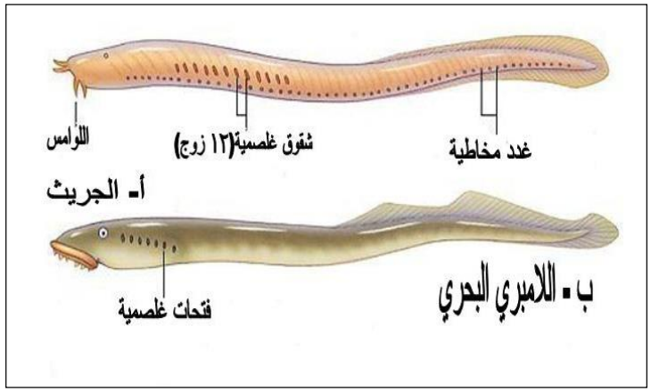 الاسماك اللافكية (Agnatha)