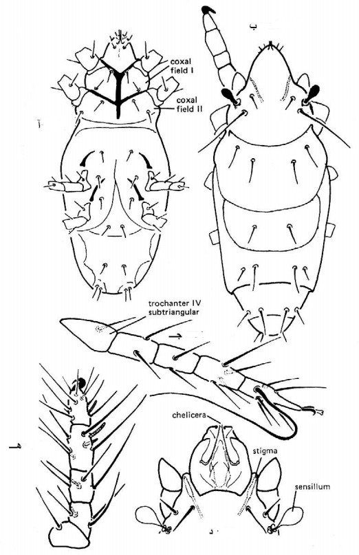 حلم العائلة Pyemotidae (حلم الحساسية والالتهابات الجلدية)