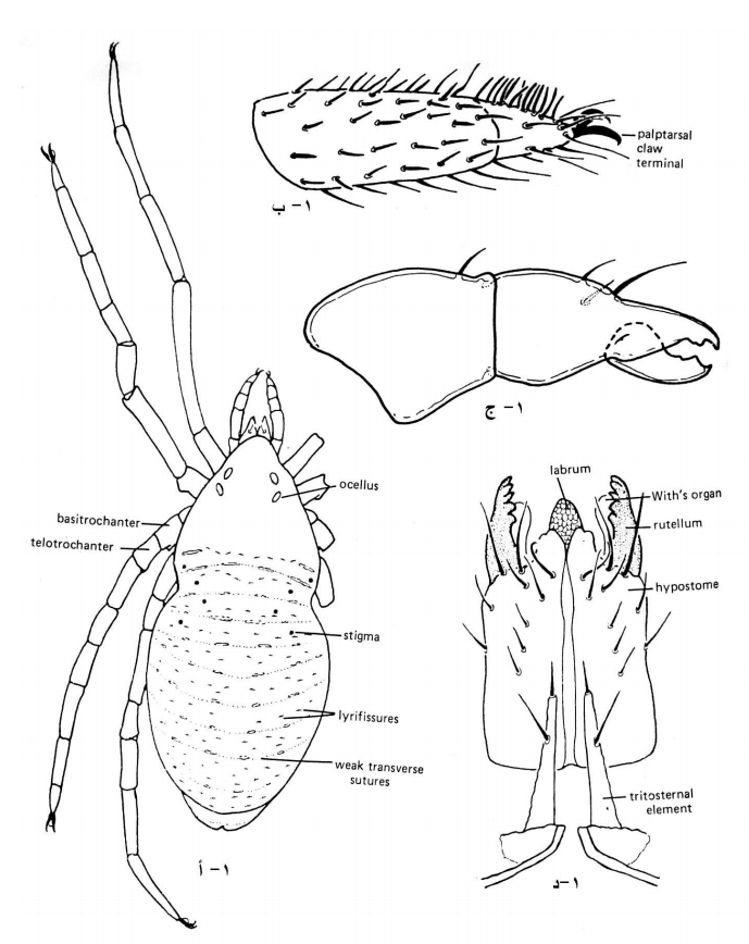 تقسيم الأكاروسات (تصنيف الاكاروسات او الحلم) Acari Classification