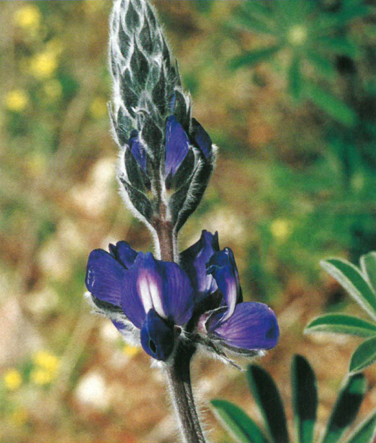 ترمس اصبعي، ترمس بري، فول الضبع، فول بري، فول الشيطان Lupinus digitatus