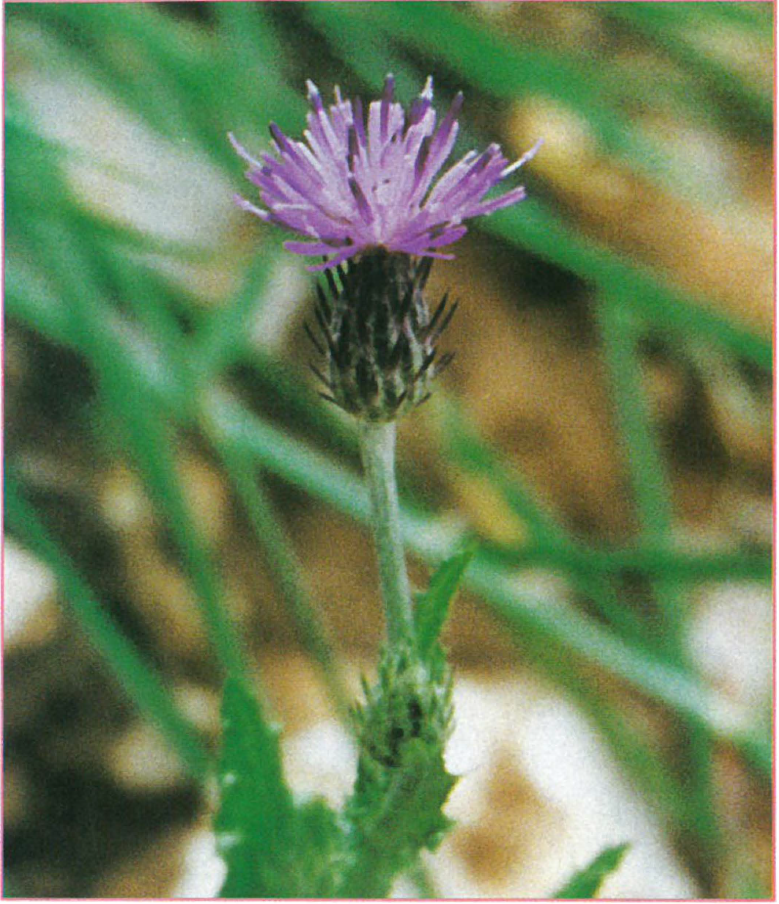 قصوان مقطع Cirsium dissectum