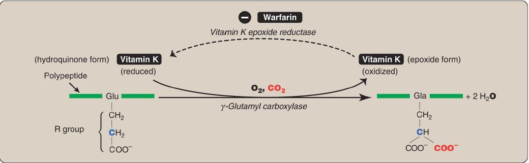 Fibrin Meshwork Formation : Formation of γ-carboxyglutamate residues